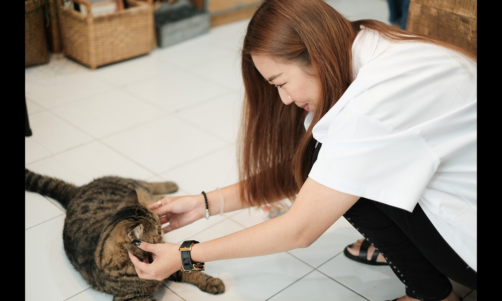 Best Cat Boarding in Hyderabad with 24/7 Care